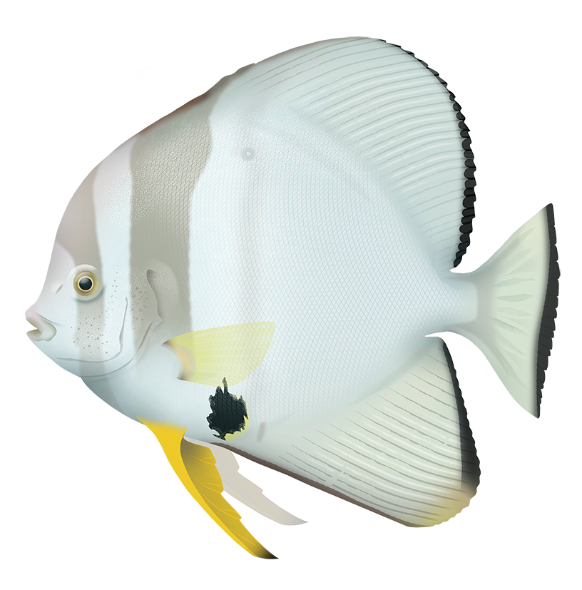 Roundface Batfish - Platax Teira | Marinewise