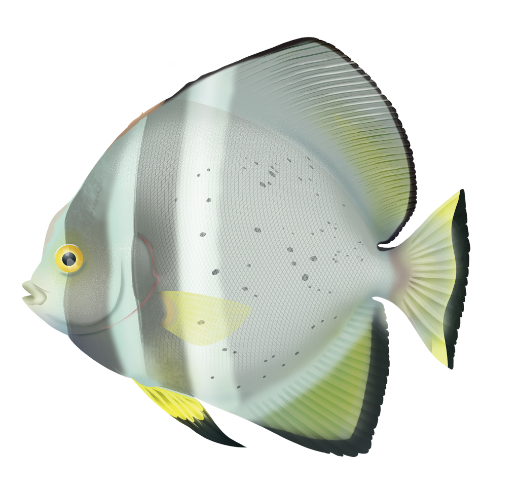 Round Batfish - Platax Orbicularis | Marinewise