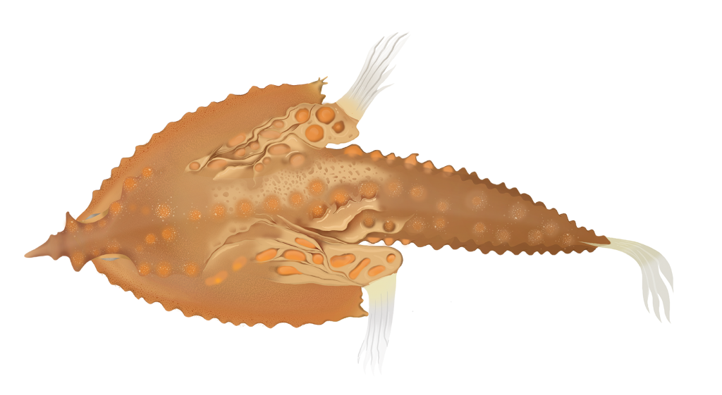 Longnose Seabat - Malthopsis Lutea/Provocator | Marinewise