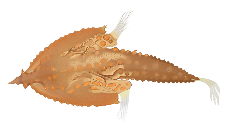 Longnose Seabat - Malthopsis Lutea/Provocator | Marinewise