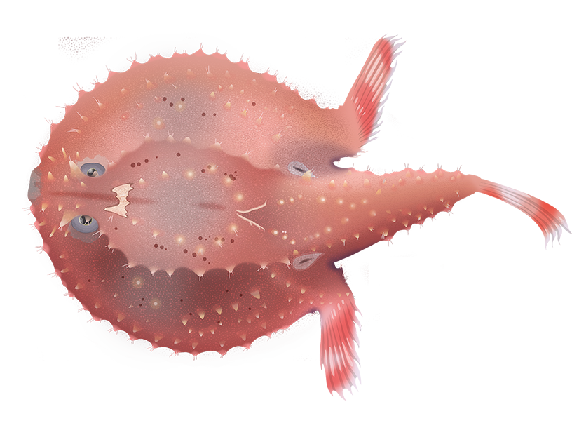 Smoky Seabat - Halieuta Fumosa | Marinewise