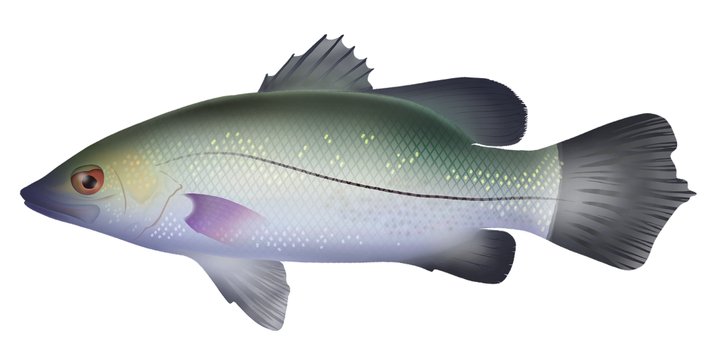 Sand Bass - Psammoperca datnioides | Marinewise