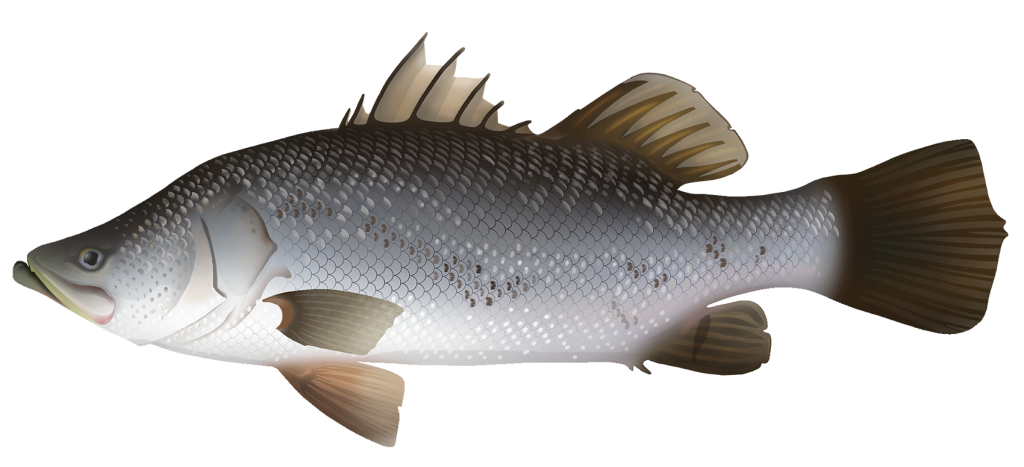 Barramundi - Lates Calcarifer | Marinewise