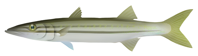 Striped Barracuda - Sphyraena Obtusata | Marinewise