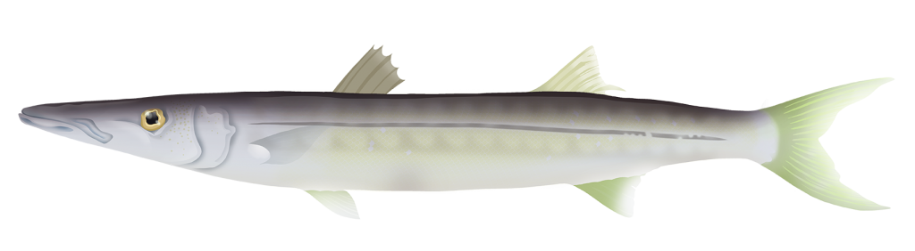 Snook - Sphyraena Novaehollandiae | Marinewise