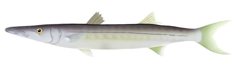 Snook - Sphyraena Novaehollandiae | Marinewise