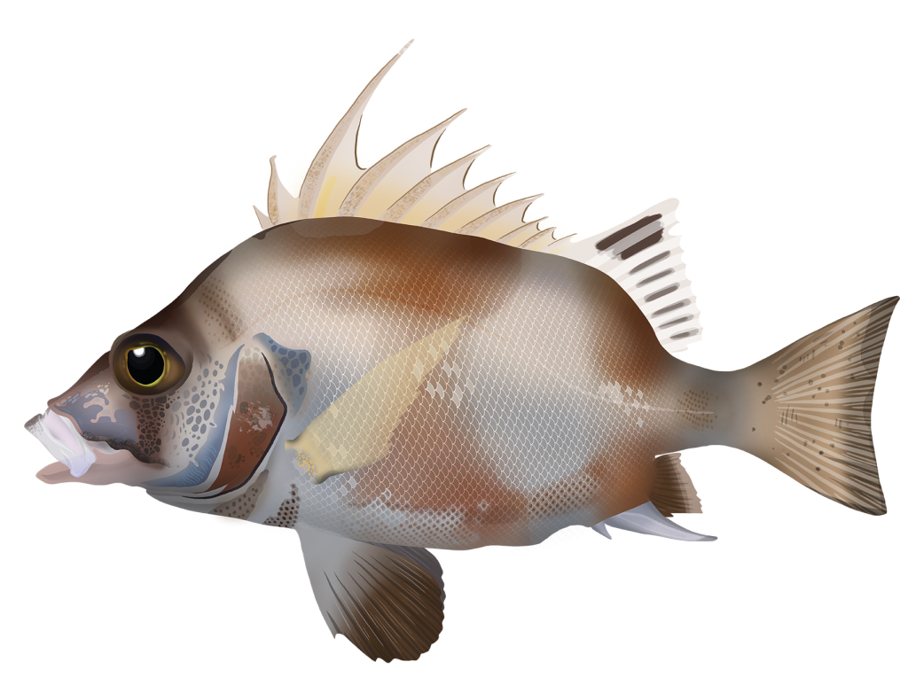 Western Australian Banjo Fish - Banjos Banjos | Marinewise