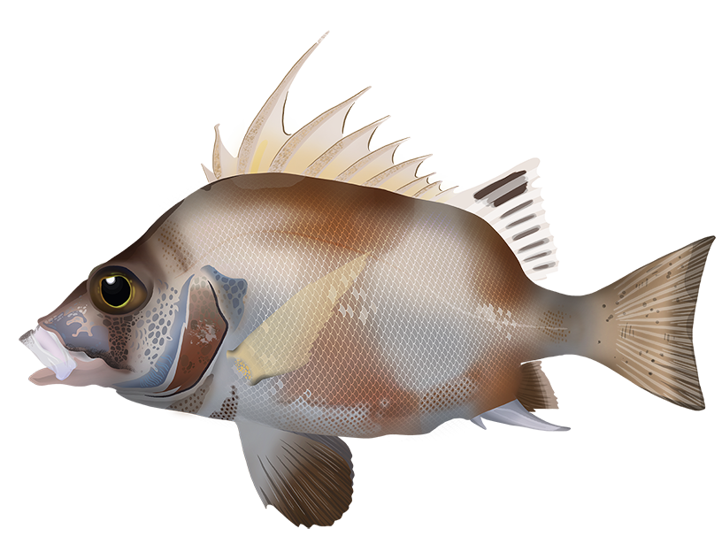 Western Australian Banjo Fish - Banjos Banjos | Marinewise