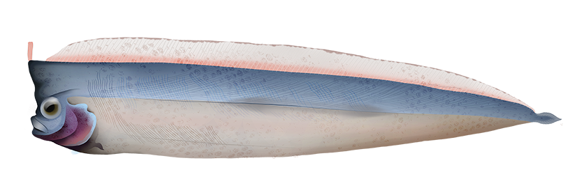 Crested Bandfish - Lophotus Lacepede | Marinewise