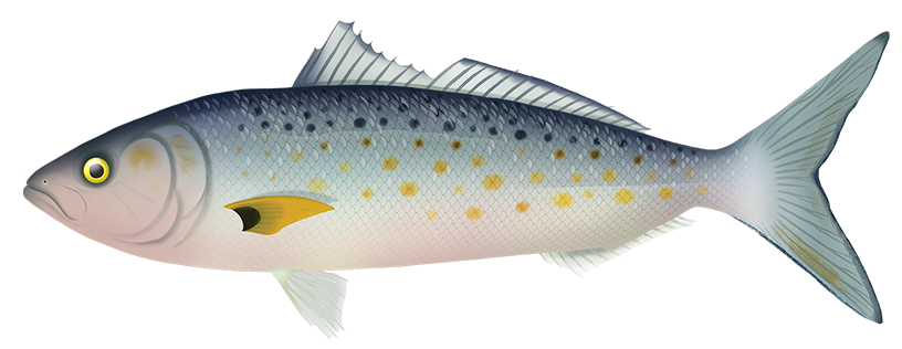 Western Australian Salmon - Arripis Truttaceus | Marinewise