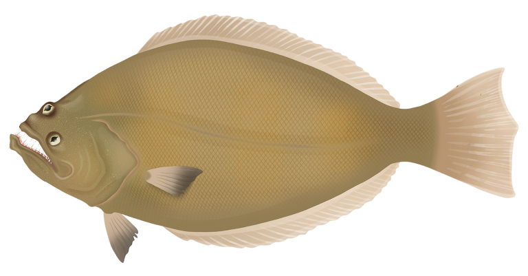 Australian Halibut - Psettodes Erumei | Marinewise