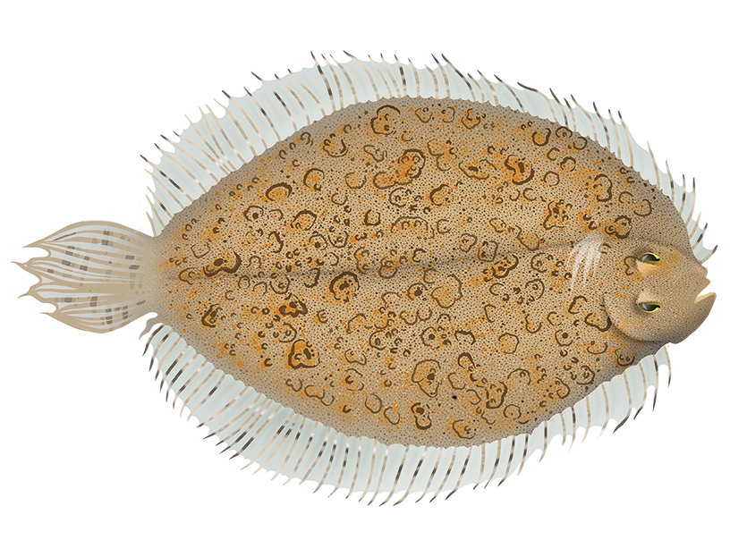Freckled Righteye Flounder - Psammodiscus Ocellatus | Marinewise