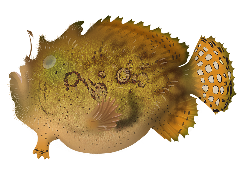 Spot-tail Anglerfish - Lophiocharon Trisignatus | Marinewise
