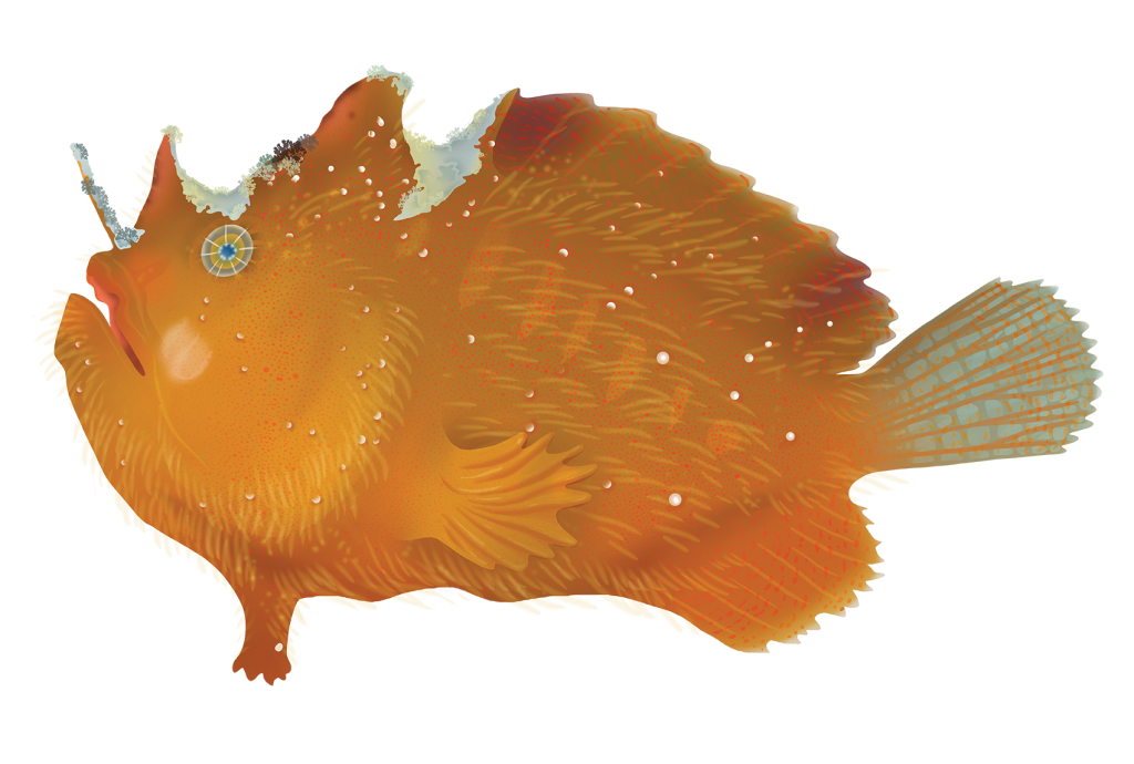 Prickly Anglerfish - Echinophryne Crassispina | Marinewise
