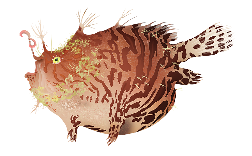 Striate Anglerfish - Antennarius Striatus | Marinewise