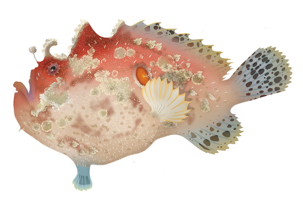 Freckled Anglerfish - Antennarius Coccineus | Marinewise