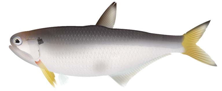 Northern Anchovy - Thryssa Hamiltonii | Marinewise