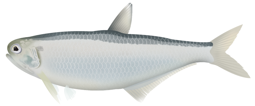 Freshwater Anchovy - Thryssa Scratchleyi | Marinewise