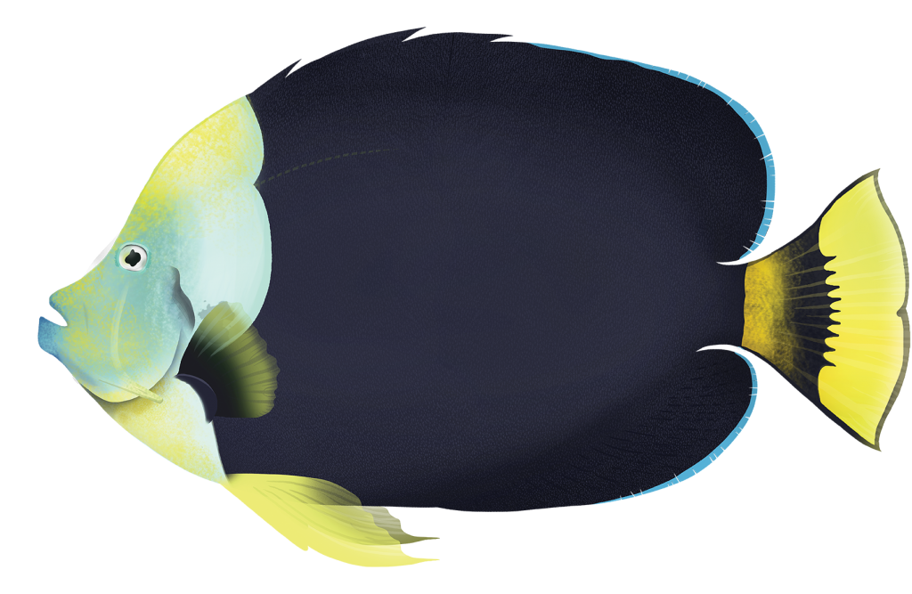 Yellowtail Angelfish - Chaetodontoplus Personifer | Marinewise