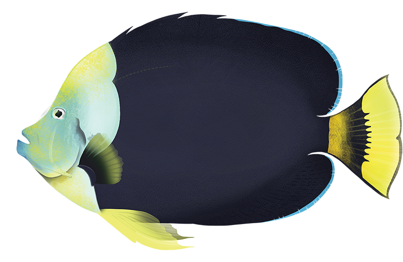 Yellowtail Angelfish - Chaetodontoplus Personifer | Marinewise