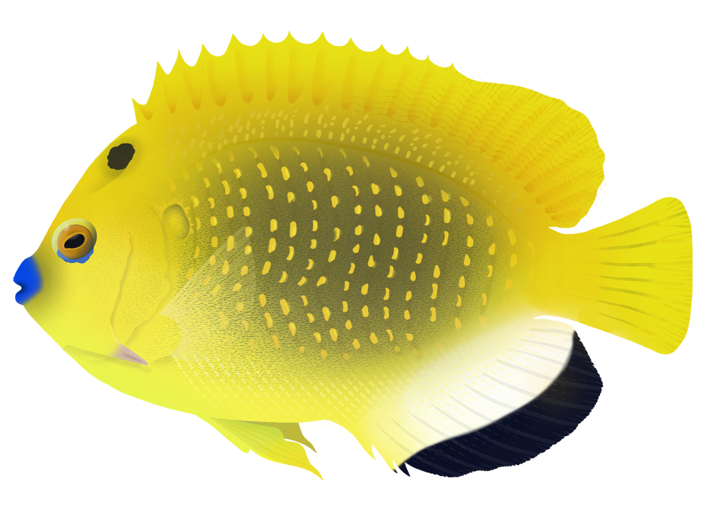 Threespot Angelfish - Apolemichthys Trimaculatus | Marinewise