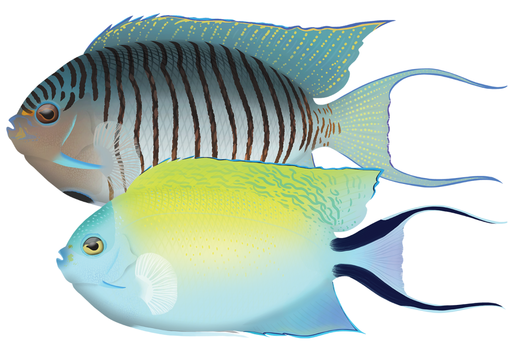 Swallowtail Angelfish - Genicanthus Melanospilos | Marinewise