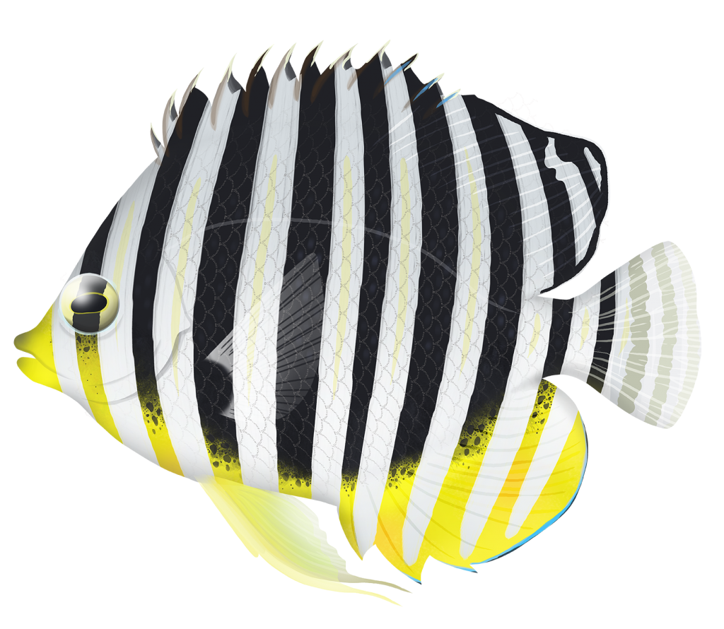 Multibar Angelfish - Paracentropyge Multifasciatus | Marinewise