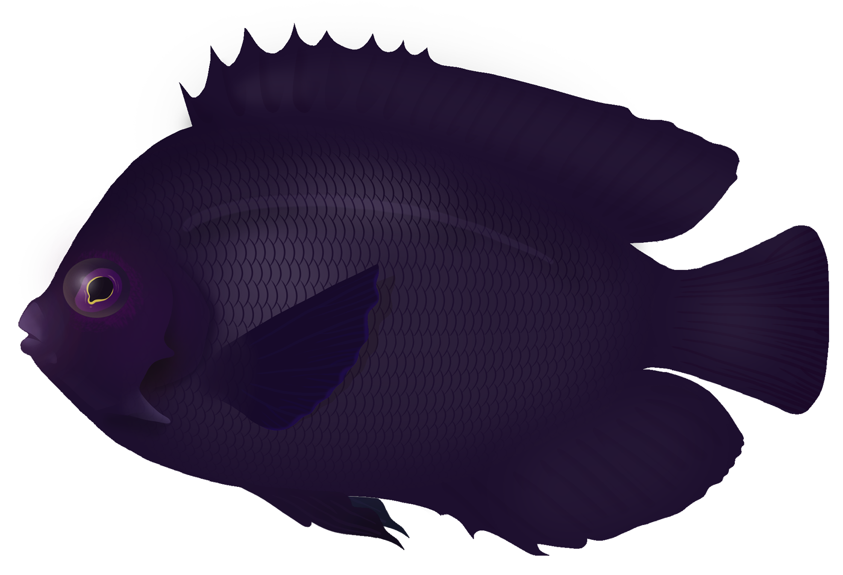 Midnight Angelfish - Centropyge Nox | Marinewise