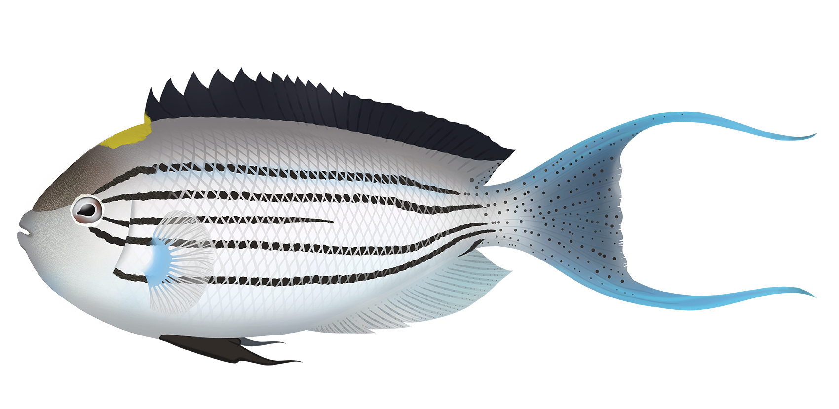 Lamarck's Angelfish - Genicanthus Lamarck | Marinewise