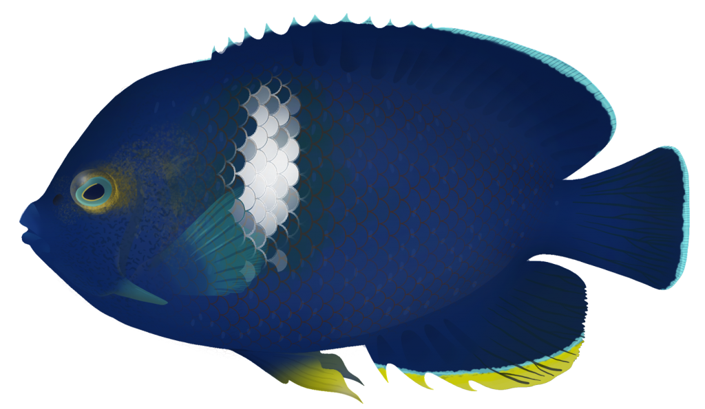Keyhole Angelfish - Centropyge Tibicen | Marinewise