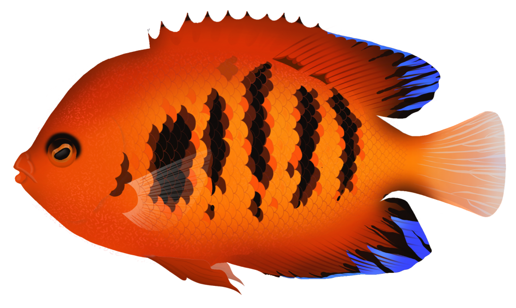 Flame Angelfish - Centropyge Loricula | Marinewise