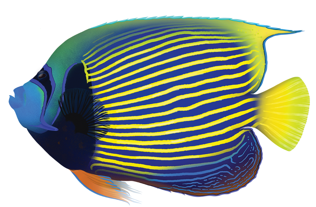 Emperor Angelfish - Pomacanthus Imperator | Marinewise