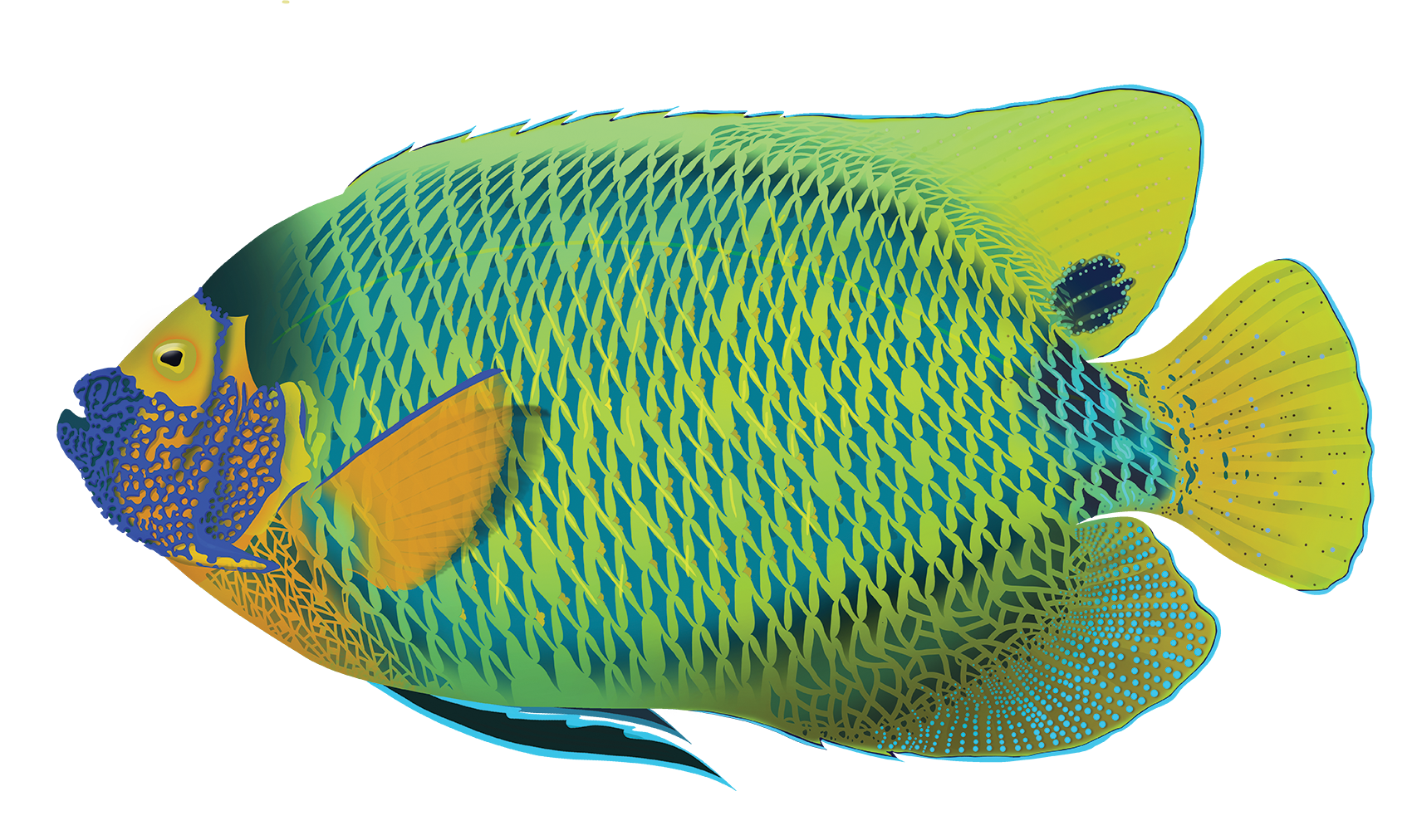Yellow Mask Angel Fish 15 Rare Saltwater Fish (With Info & Pictures)