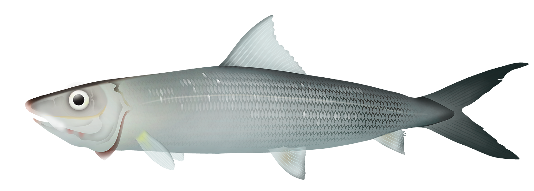 Pacific Bonefish - Albula argentea | Marinewise