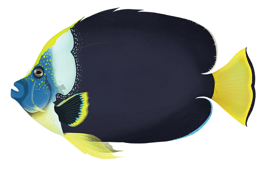Queensland Yellowtail Angelfish - Chaetodontoplus meridithii | Marinewise