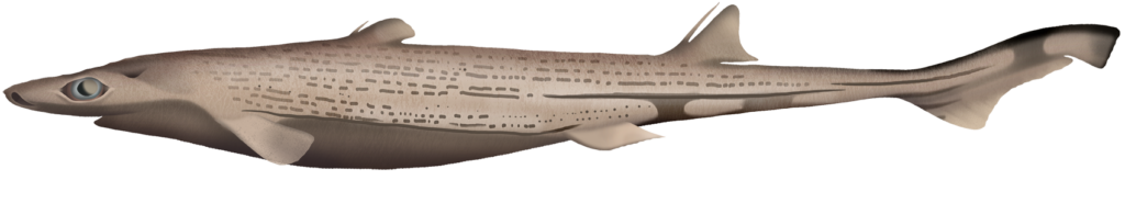 Lined Lanternshark - Etmopterus dislineatus | Marinewise