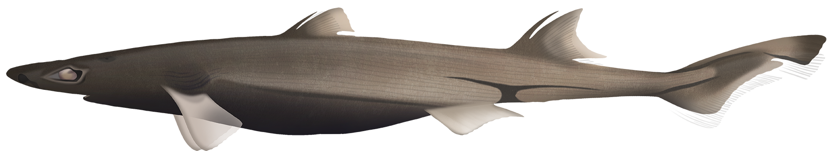 Short-Tail Lanternshark - Etmopterus brachyurus | Marinewise