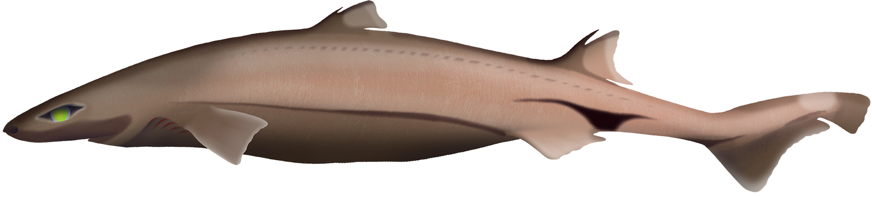 Pink Lanternshark - Etmopterus dianthus | Marinewise