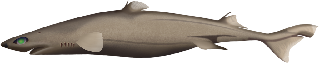 Slender Lanternshark - Etmopterus bigelowi | Marinewise
