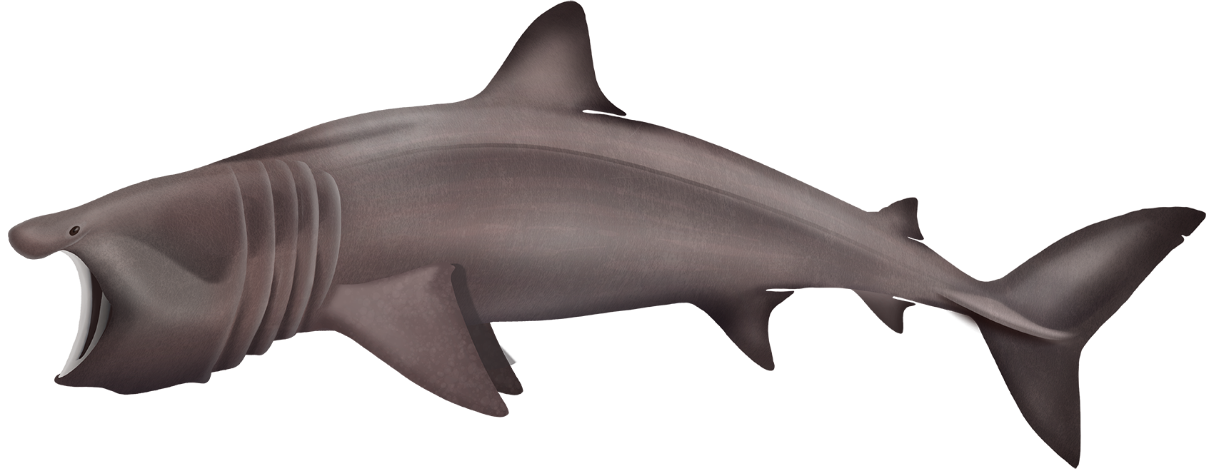 Basking Shark - Cetorhinus maximus | Marinewise