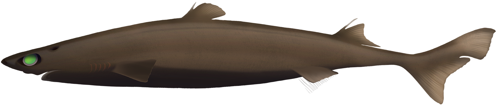 Smooth Lanternshark - Etmopterus pusillus | Marinewise