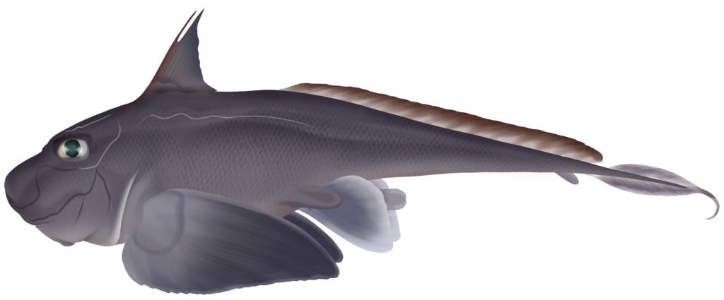Giant Chimaera - Chimaera lignaria | Marinewise