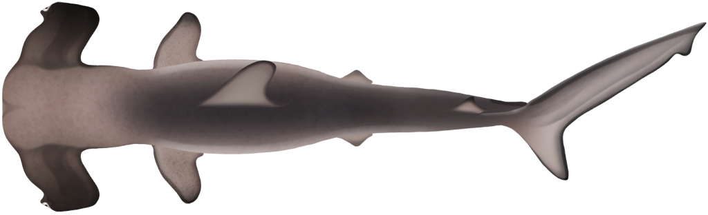 Smooth Hammerhead - Sphyrna zygaena | Marinewise