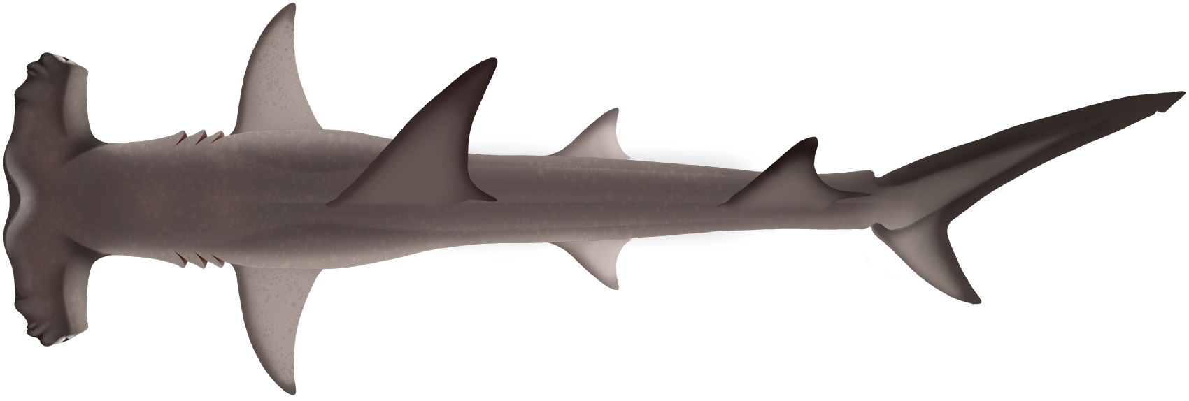 Great Hammerhead - Sphyrna mokarran | Marinewise