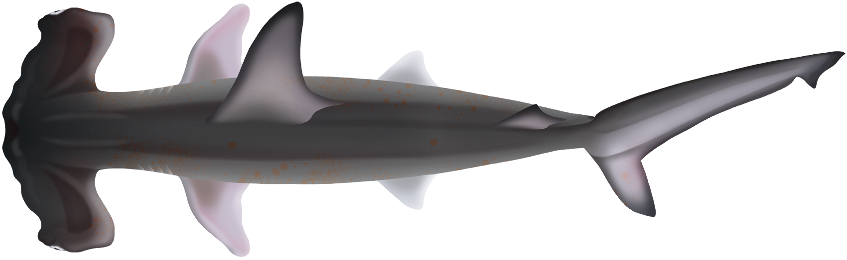 Scalloped Hammerhead - Sphyrna lewini | Marinewise