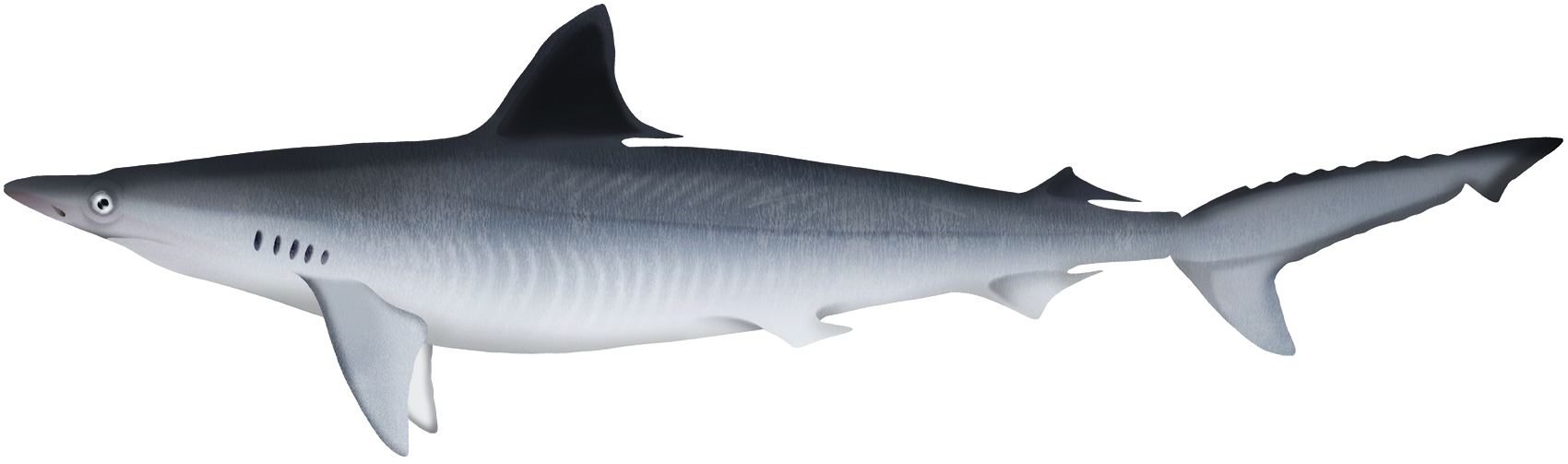 Milk Shark - Rhizoprionodon acutus | Marinewise