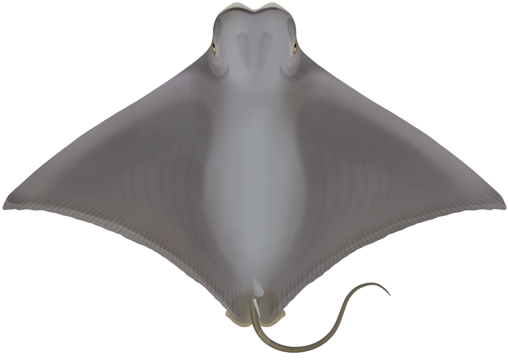 Australian Cownose Ray - Rhinoptera neglecta | Marinewise