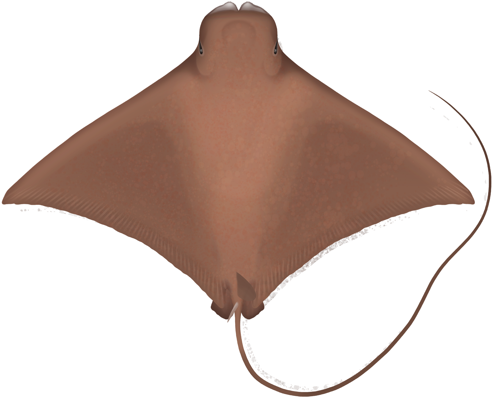 Javanese Cownose Ray - Rhinoptera javanica | Marinewise