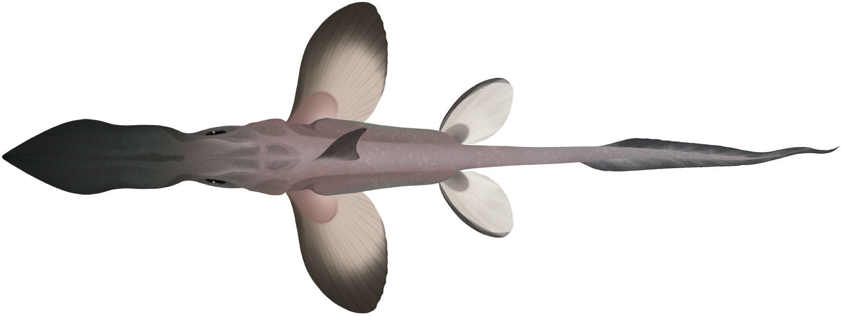 Pacific Spookfish - Rhinochimaera pacifica | Marinewise