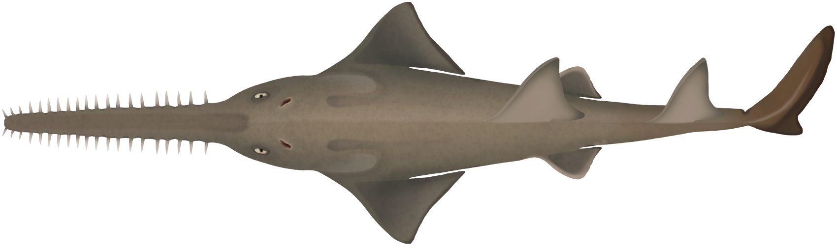 Freshwater Sawfish - Pristis pristis | Marinewise